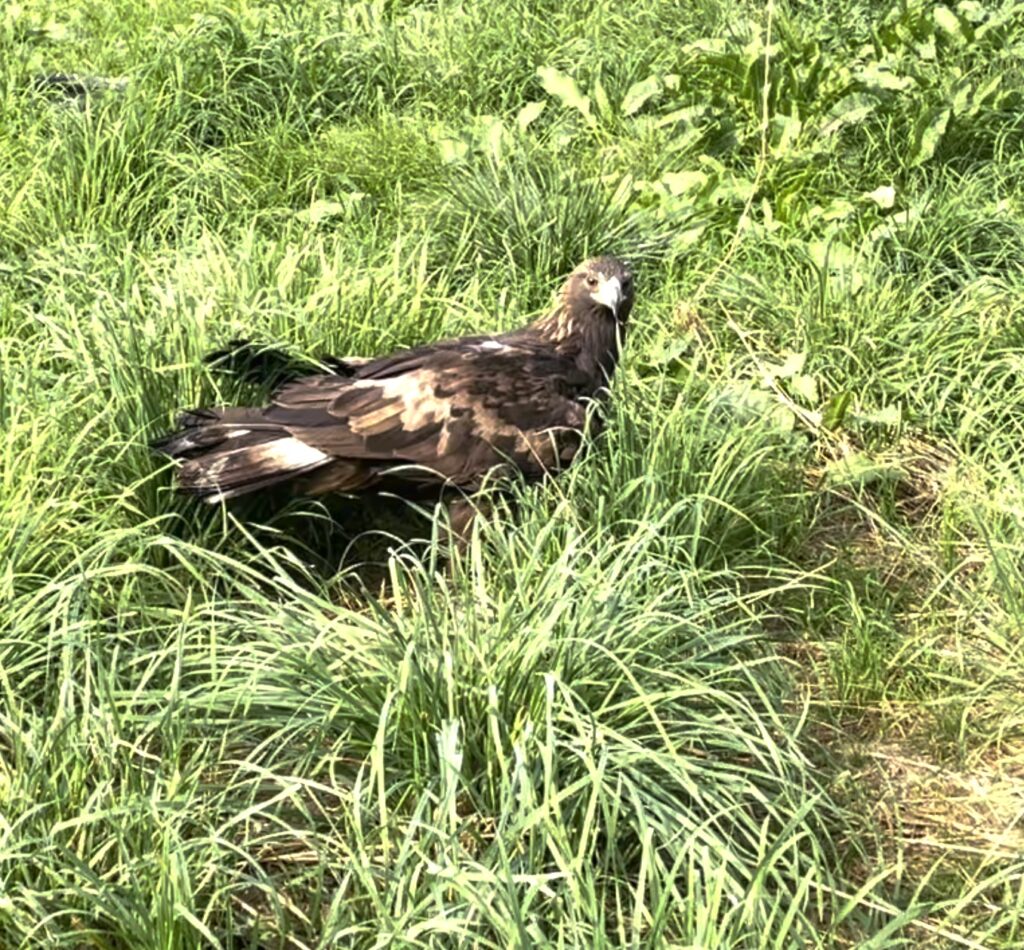 Another Golden Eagle - Blue Mountain WildlifeBlue Mountain Wildlife