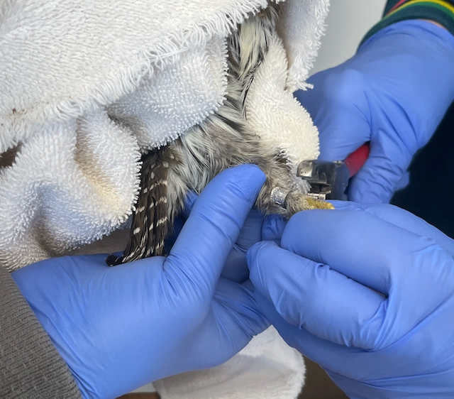 Owl Release & Golden Eagle Study - Blue Mountain WildlifeBlue Mountain ...